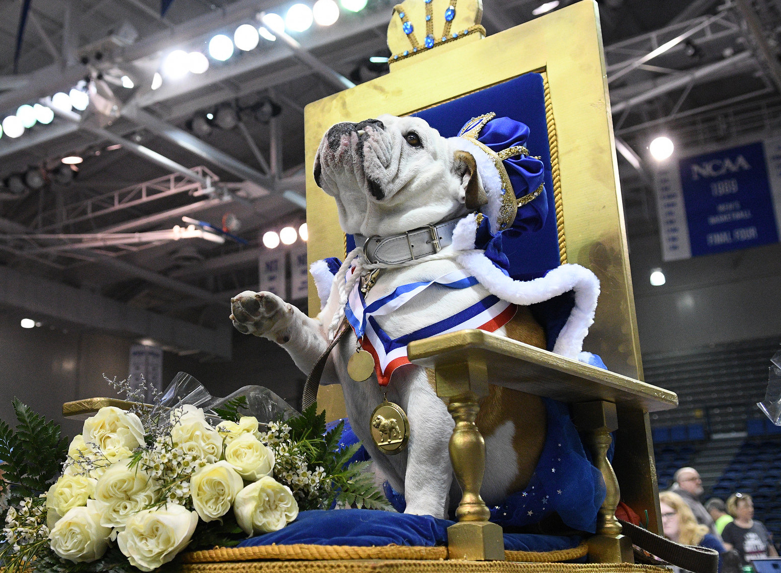 Prudence dazzles as winner of 38th annual Beautiful Bulldog Contest at ...