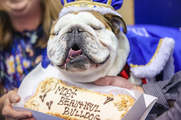 Cinderella story unfolds at 39th annual Beautiful Bulldog Contest ...