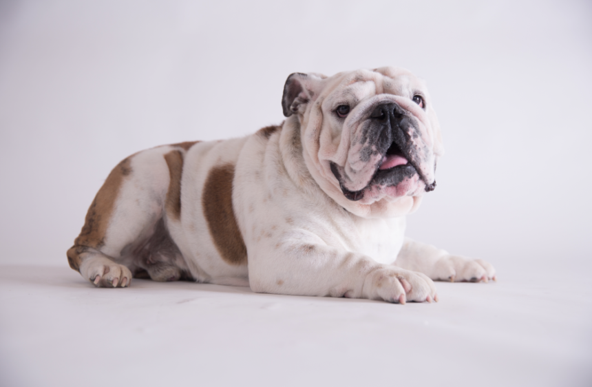 The Evolution of the Bulldog - Drake University Newsroom