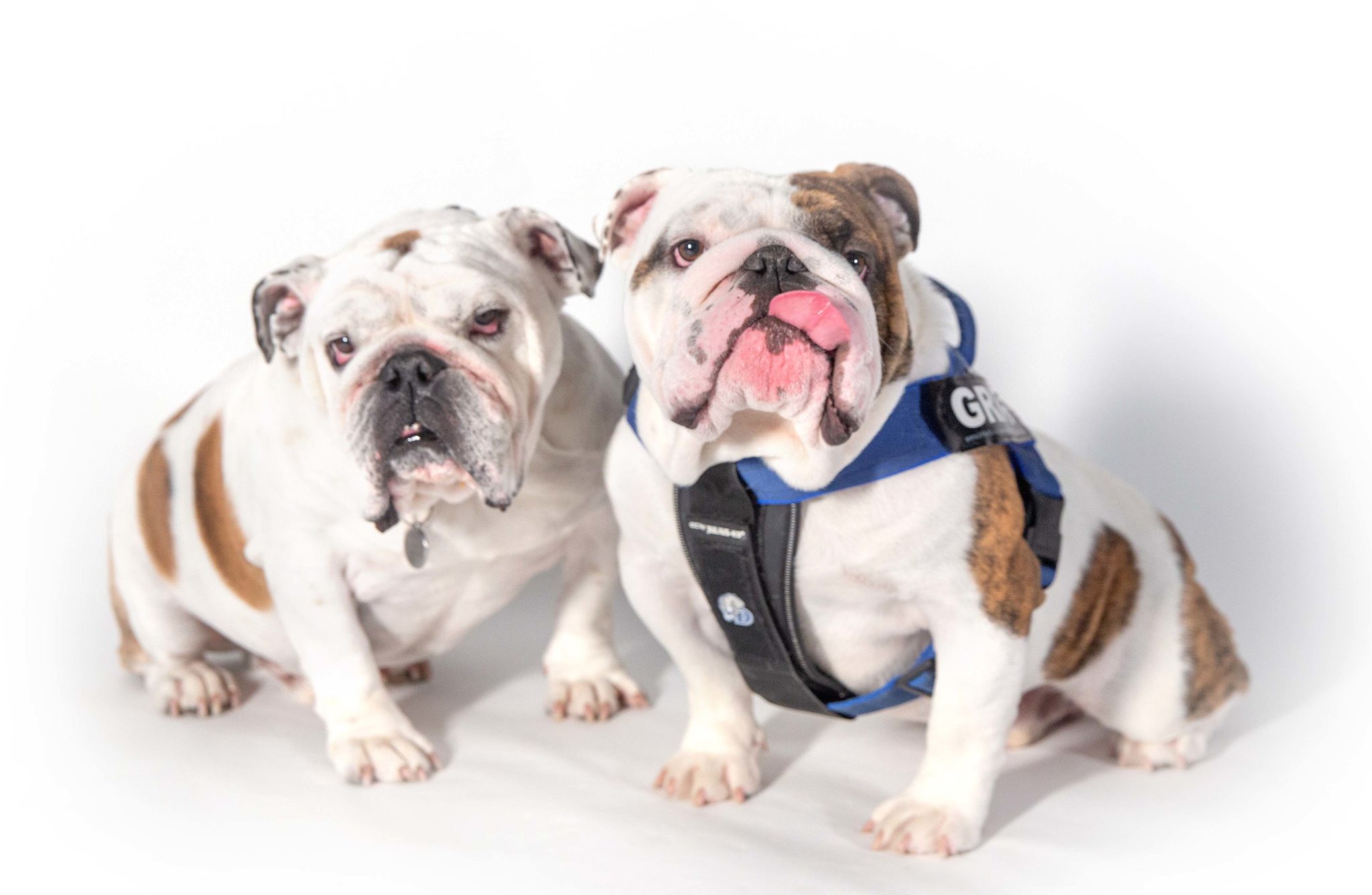 Drake University announces next live mascot, Griff II - Drake ...