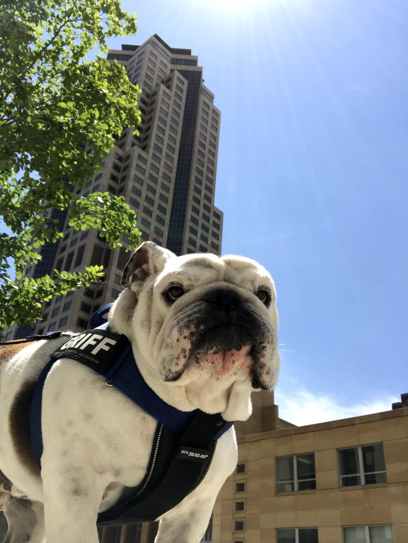 Drake University live mascot Griff to retire in June - Drake University ...