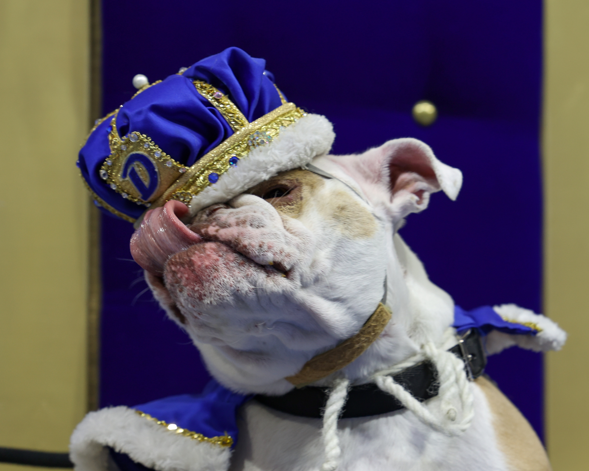 Drake University names 44th Annual Beautiful Bulldog Contest® winner ...