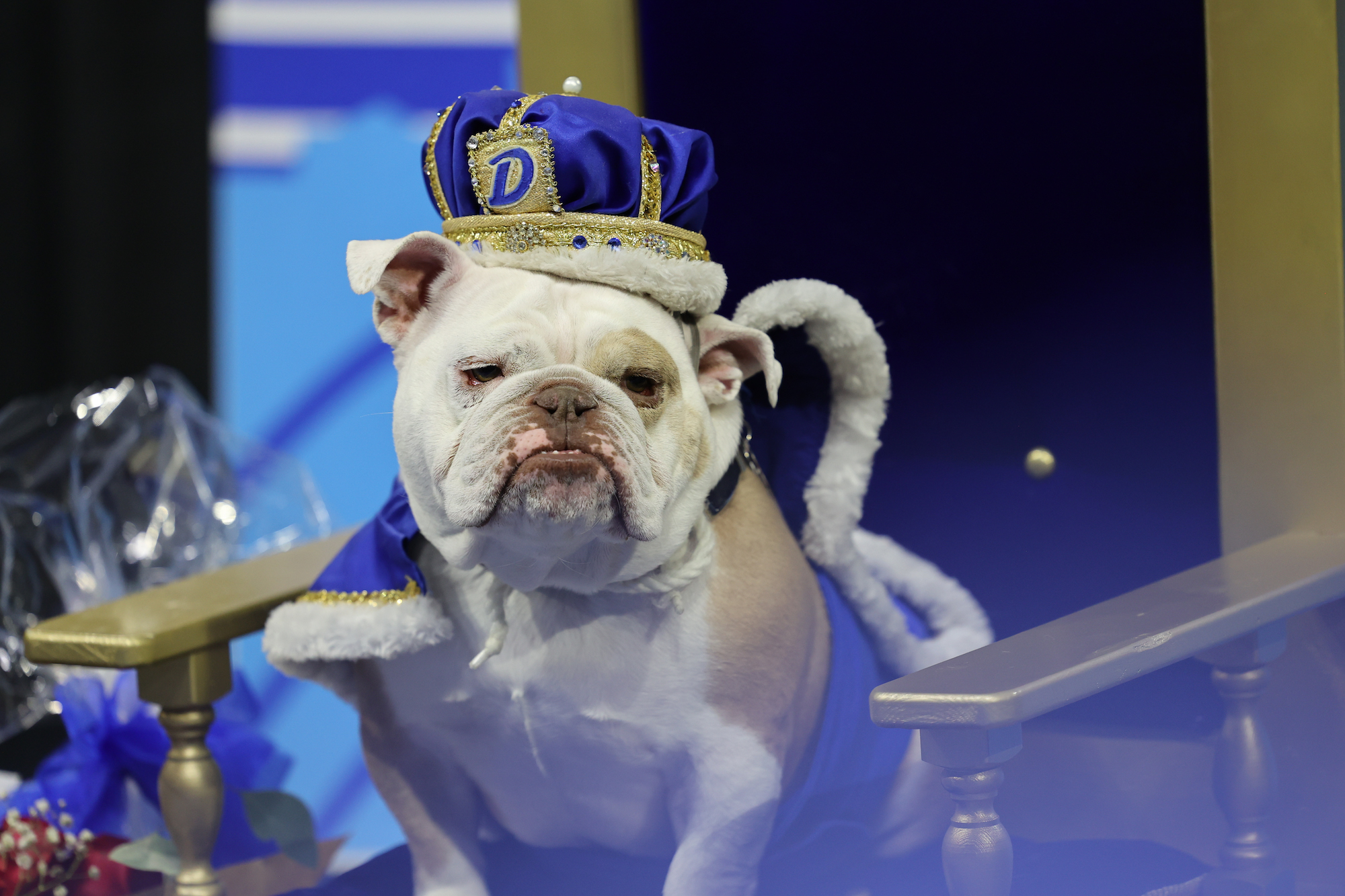 Drake University names 44th Annual Beautiful Bulldog Contest® winner ...