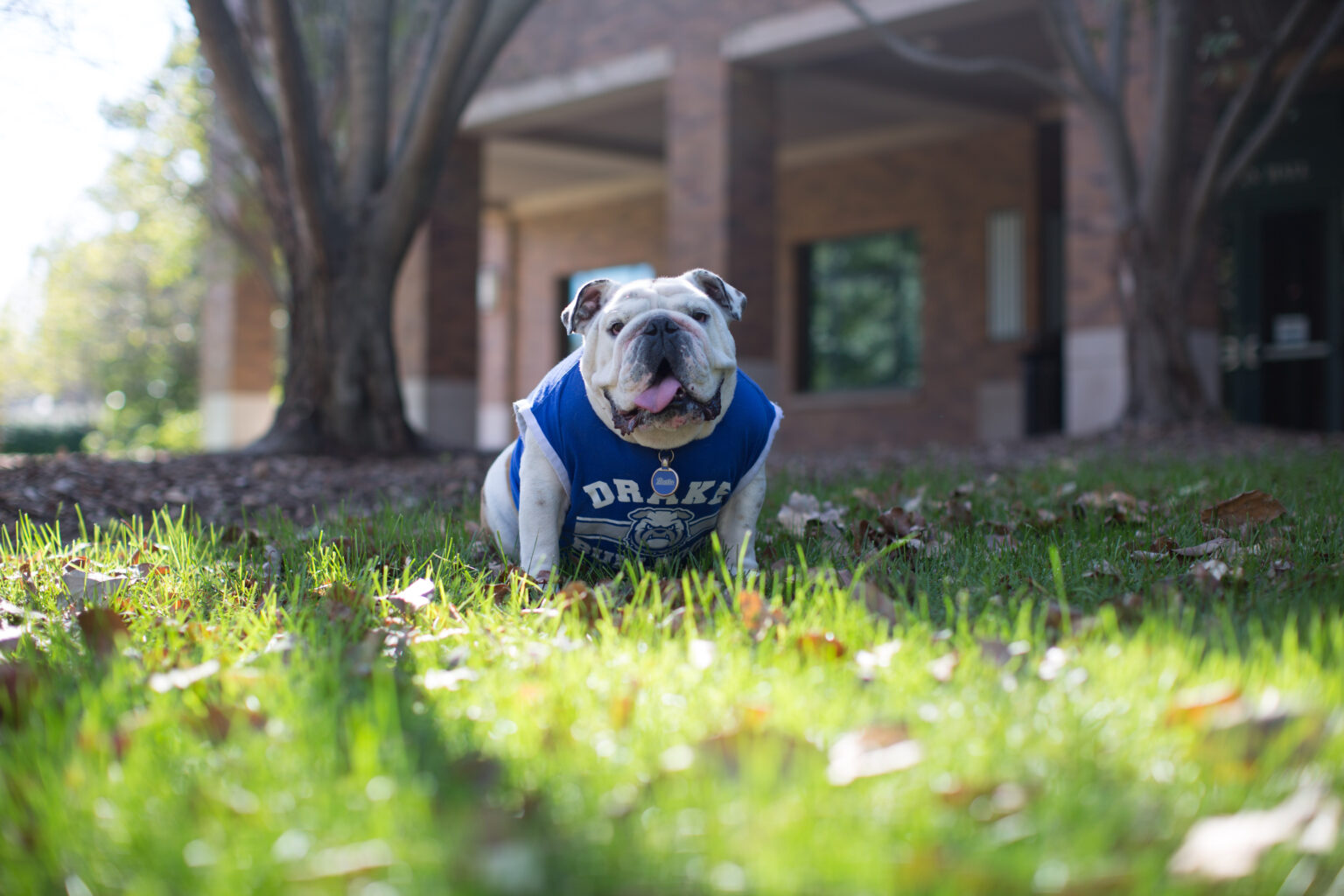 Drake University mourns the loss of retired mascot, Griff I - Drake ...
