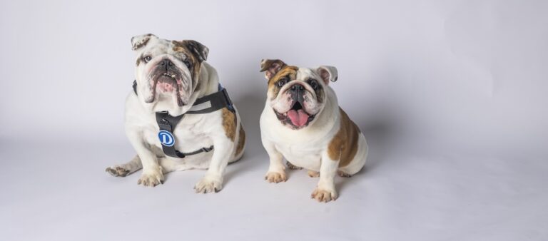 Meet Drake University’s Next Live Mascot, Griff III, Starting May 2026 ...