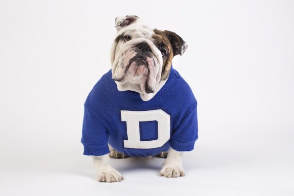 Drake University Announces Upcoming Retirement of Beloved Live Mascot ...