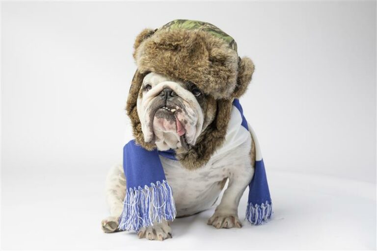 Drake University's "Griff-Hog Day" to Predict Weather Conditions for ...